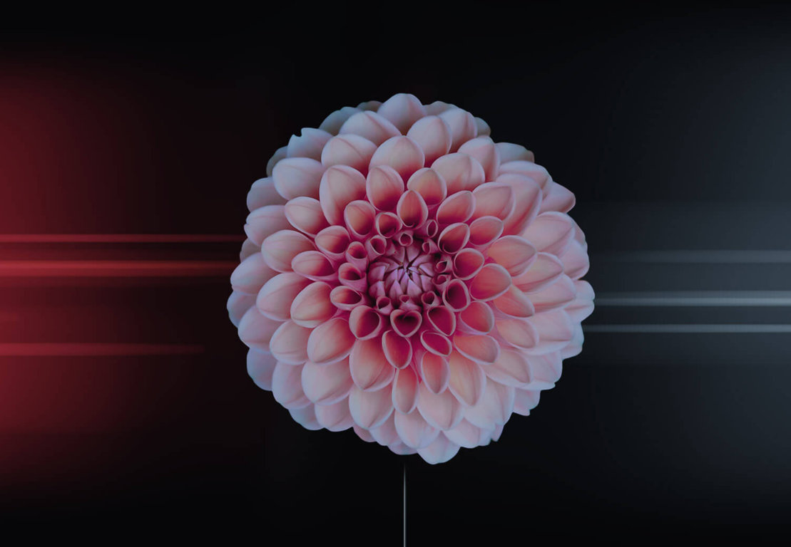 Inicio – Rous Baltrons