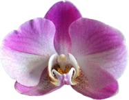 Rous Baltrons – Empoderamiento femenino a través de la danza